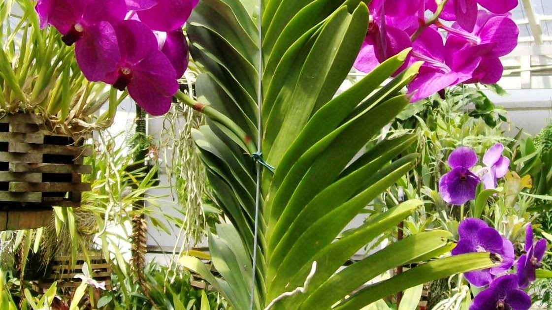 PLANTAS,ORQUIDEAS,DICAS,NOTICIAS,CURIOSIDADES: VANDA ROYAL SAPPHIRE ...