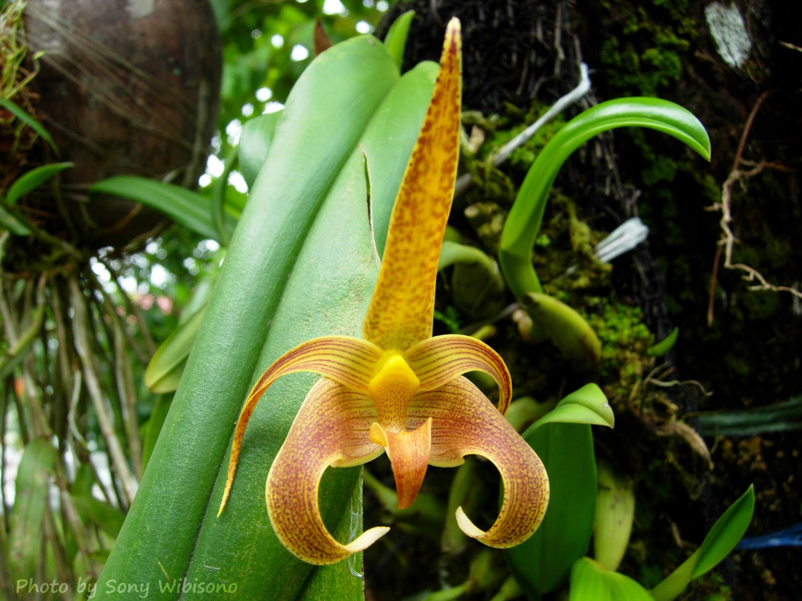 Sony Wibisono Orchids: Bulbophyllum Lobii Lindley 1847