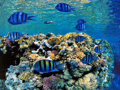 Poze pesti si corali frumosi colorati - Cho Caroline