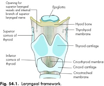 MEDICAL IMAGES: Laryngeal framework