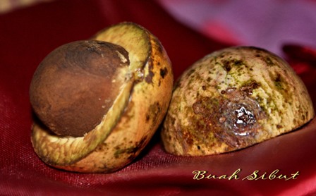 Pink Kalas: Buah Sibut Aka Sabal