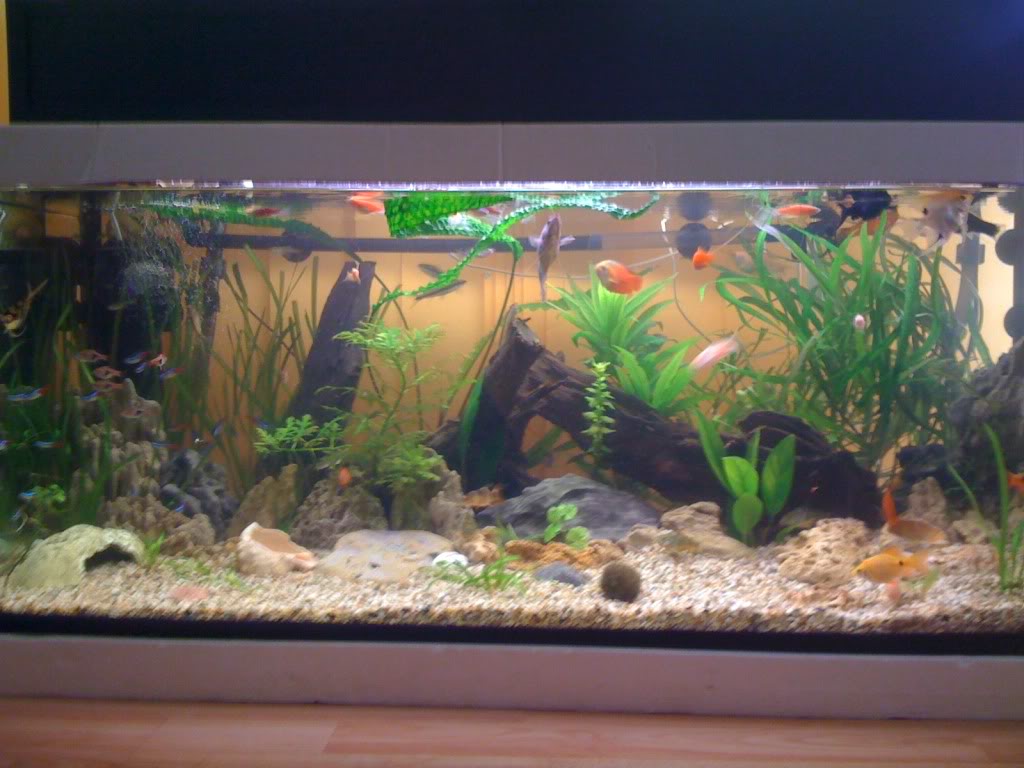 Acvaristica, pesti, plante: Poze pesti de pe: www.acvaristica ...