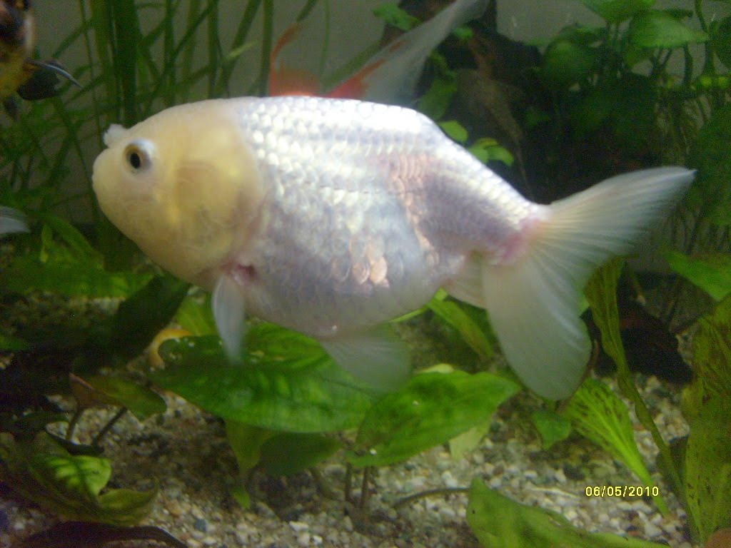 Acvaristica, pesti, plante: Poze, pesti, nevertebrate, plante