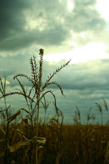 H E N D U R O: Papusoi