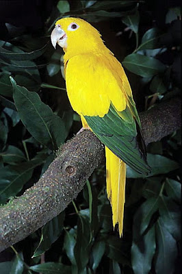 las especies en peligro: El ave nacional de BrasilA este loro de ...