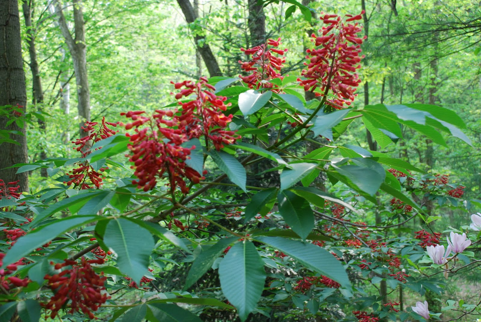 Keep Your Eye on Red Buckeye | What Grows There :: Hugh Conlon ...