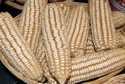 LA HISTORIA DEL MAÍZ EN EL SALVADOR.: RENDIMIENTO