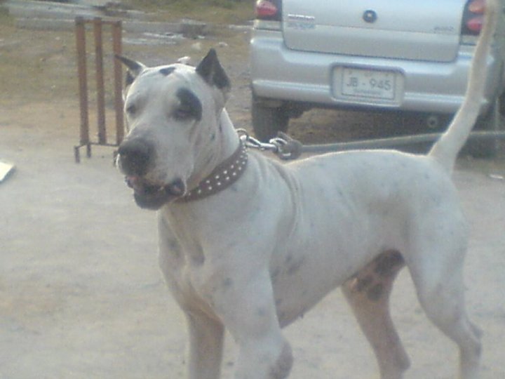 Only guard and fighting dogs pics: Some Pakistani breed of Bully ...