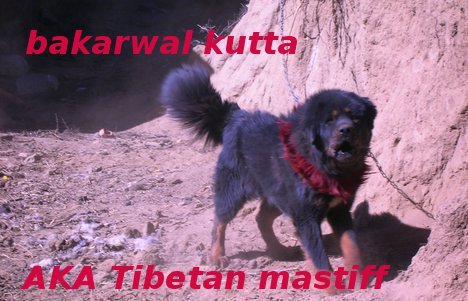 Only guard and fighting dogs pics: Some Pakistani breed of Bully ...