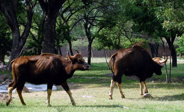 ARTISTOP: Goa Wildlife - Exploring Flora and Fauna