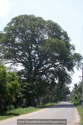 Exploring Kanyakumari: Heritage Tree - Neer Maruthu (Tholkappiar)