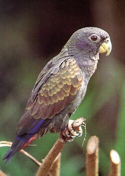 Algunos tipos de loros Colombianos
