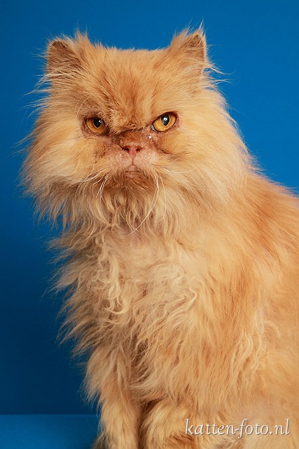 Katten-Foto: Perzisch Langhaar