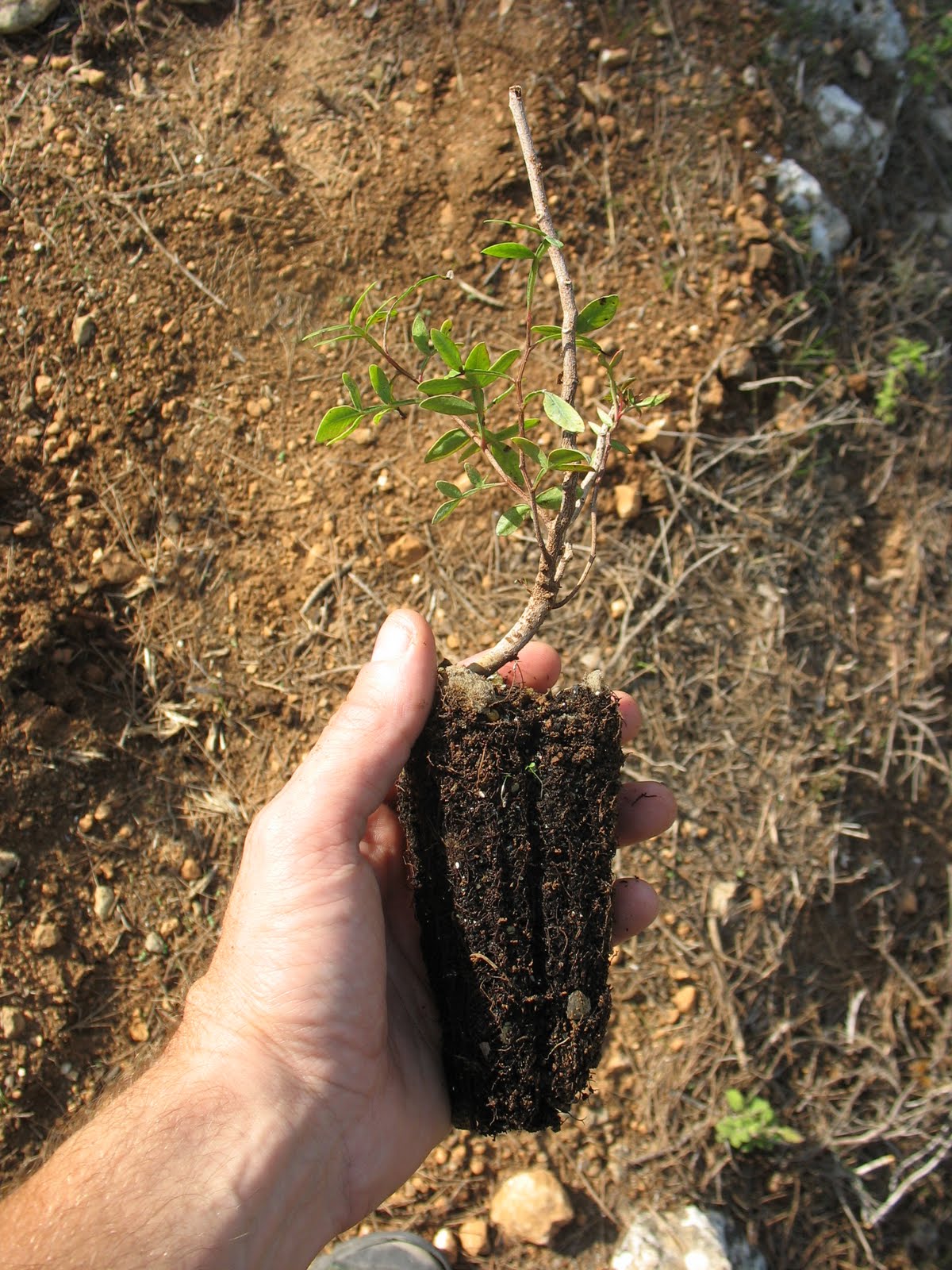 Uncommon Christian Ministries - Dr. Francis Kyle: Planting terebinth ...