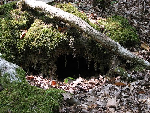 BeeClan: The Medicine Cat's Den