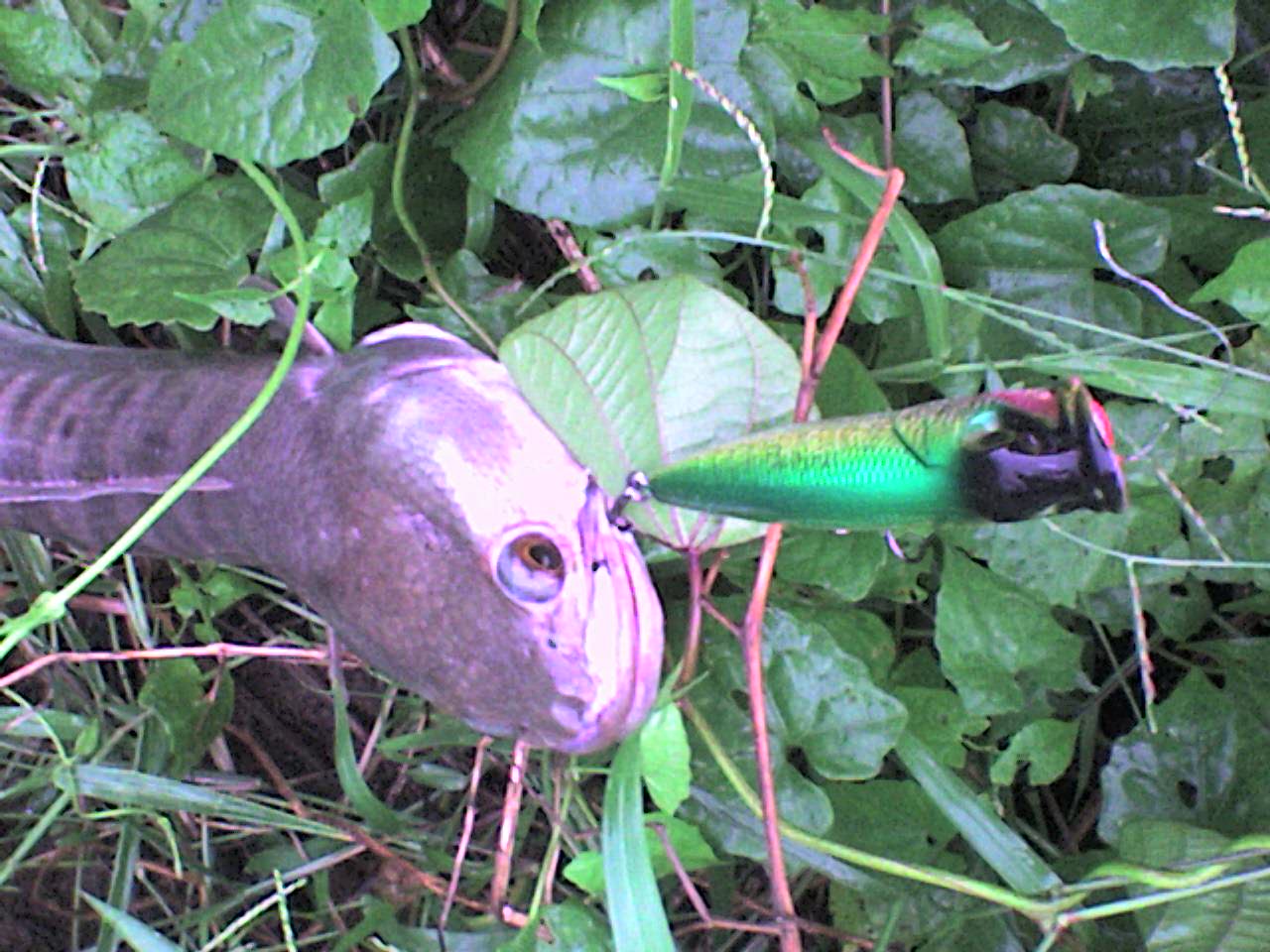 Toman Lampung: My first Toman