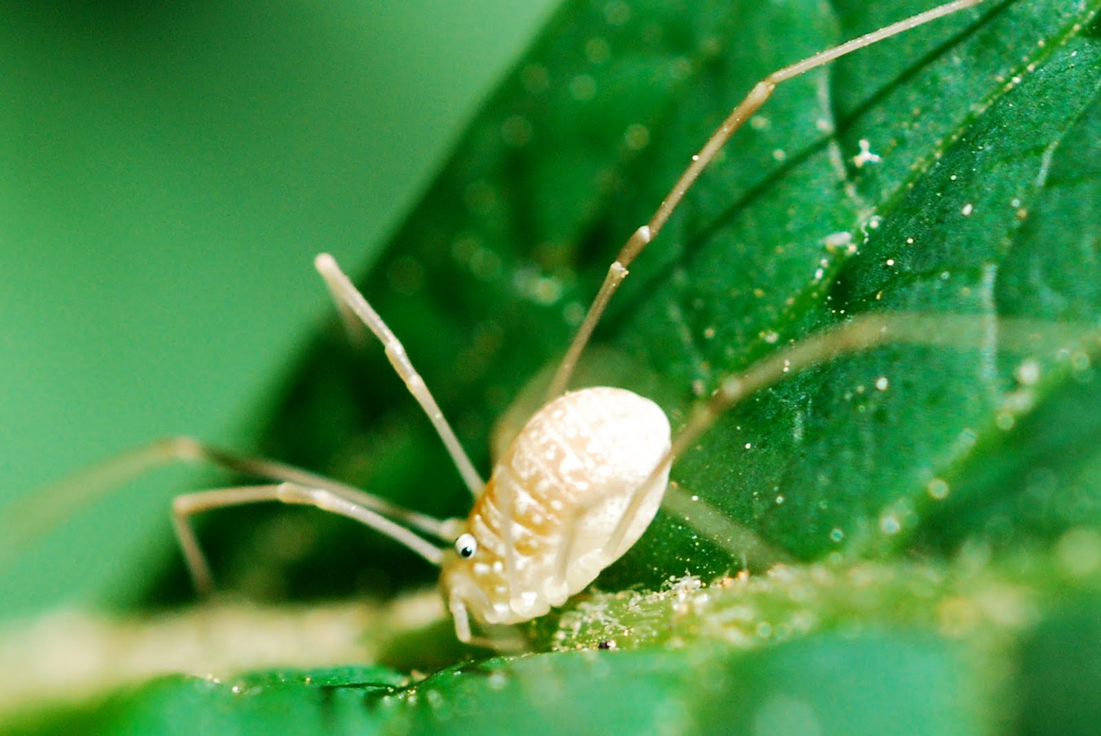 Bosque despierto: Opiliones