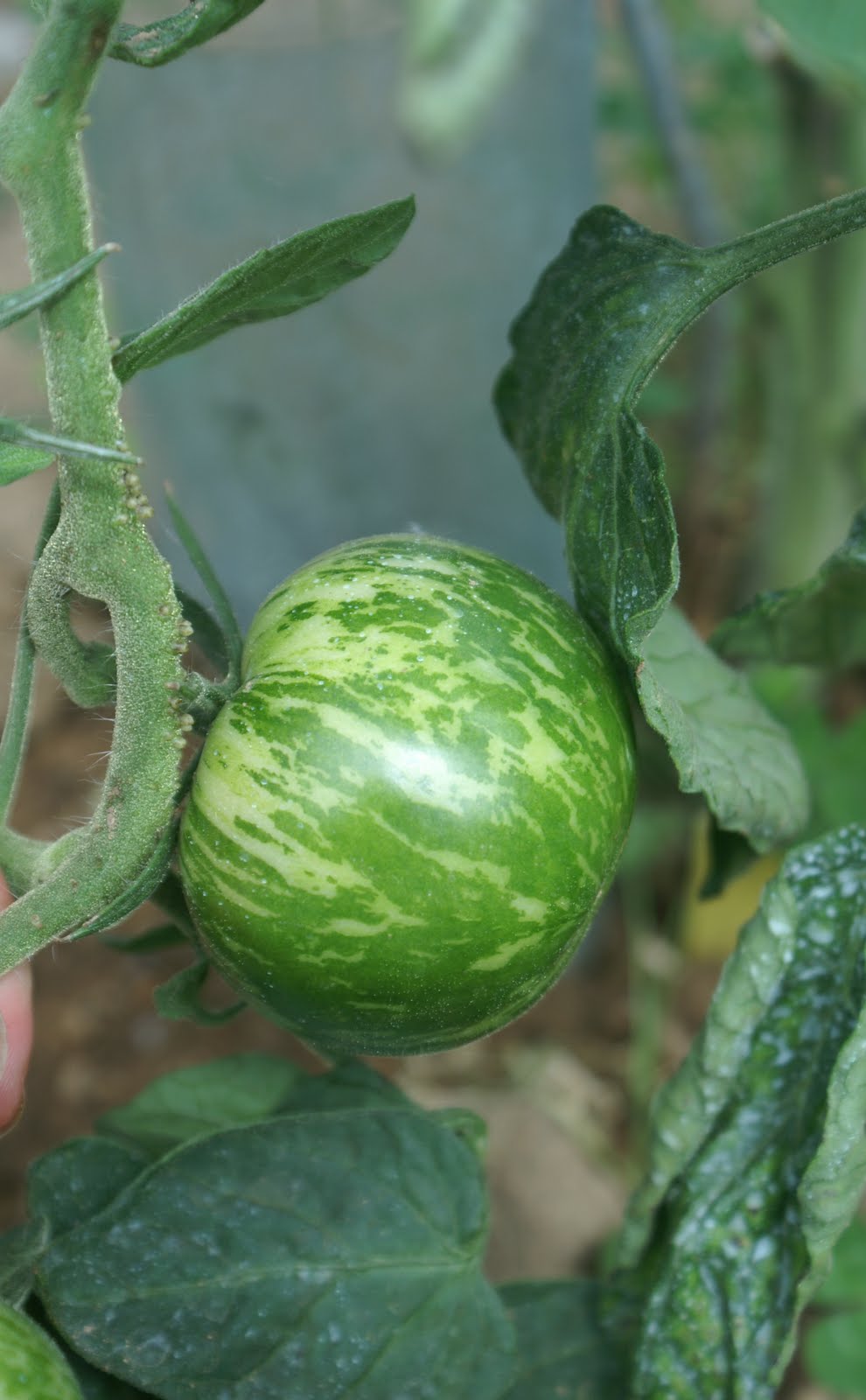 beste'nin naneleri: cam fistikli pestolu yesil, kirmizi domates ...