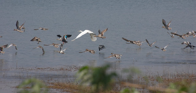 Earth Sublime: Mysore Fig - fruiting tree that attract many birds