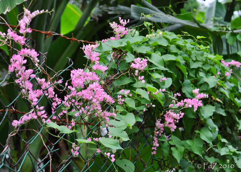 View thru My Global Lens: Chain of Love