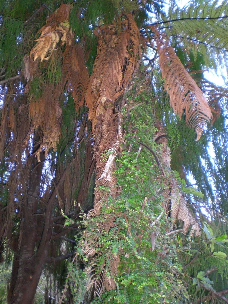 New Zealand Alternative Travel: A close look at the New Zealand Bush