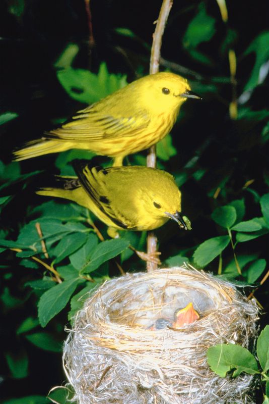 Yellow Warbler Nest