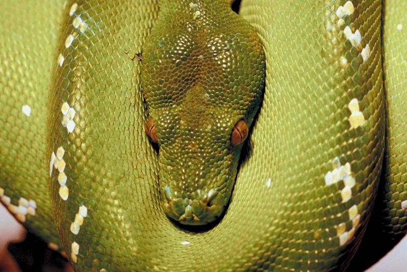 Nature: Observations and Meanings: PYTHON FAMILY: UNEXPECTED TENDERNESS