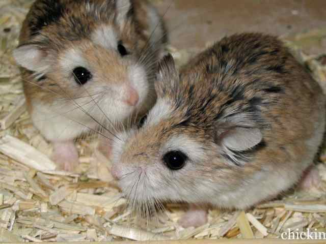 Gledwood Vol 4 (new main blog) : The Furriest Roborovskis