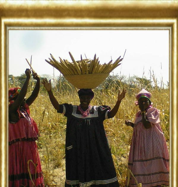 My blog pictures by weikogerry: Harvesting mahangu