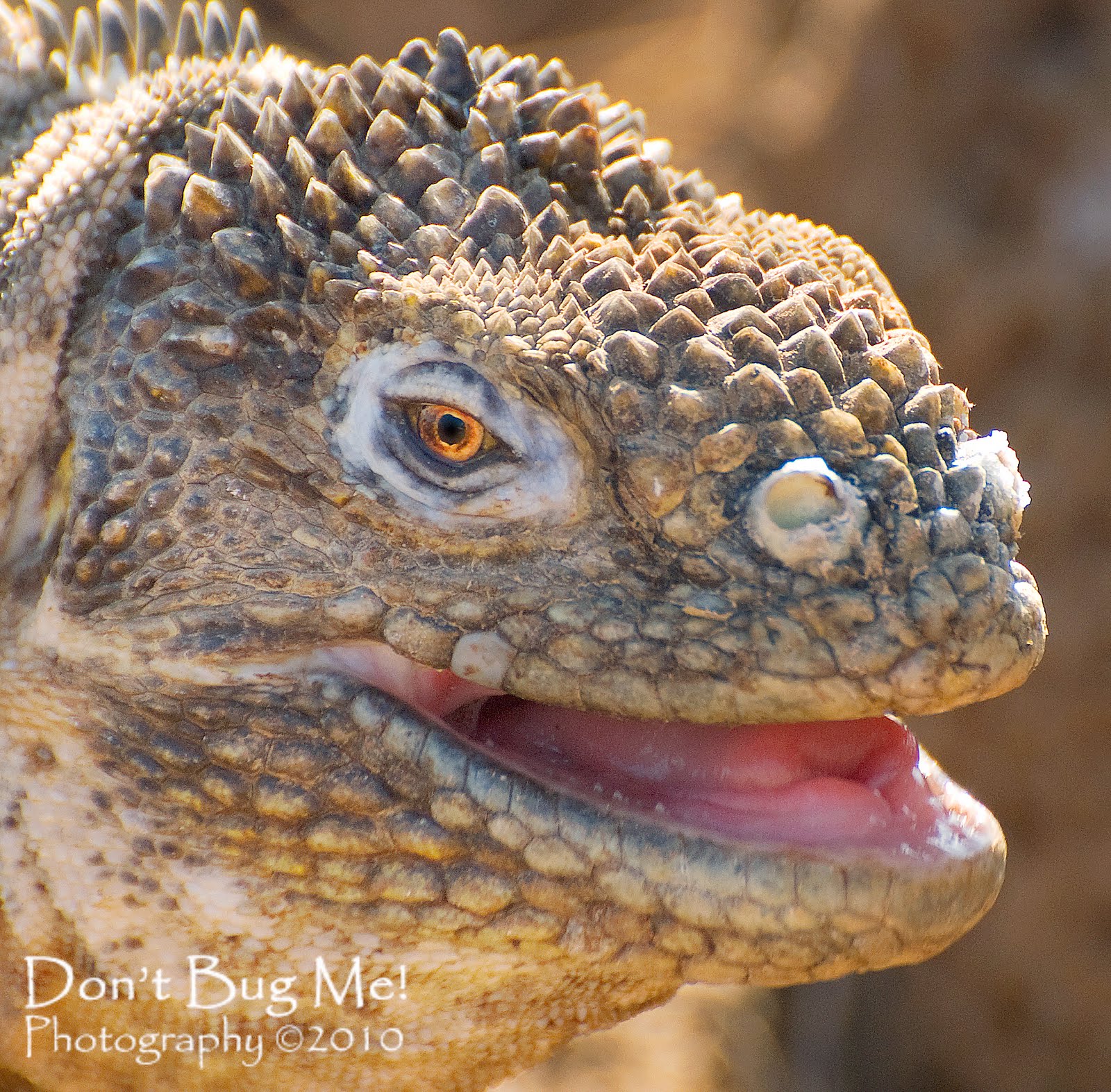 Don't Bug Me!: Macro Monday: Things That make You Go ...Eeeeuuuuwwww!...