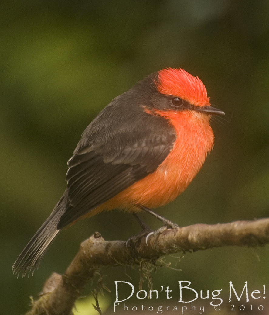 Don't Bug Me!: Seeing Red - or Should That be Vermillion?