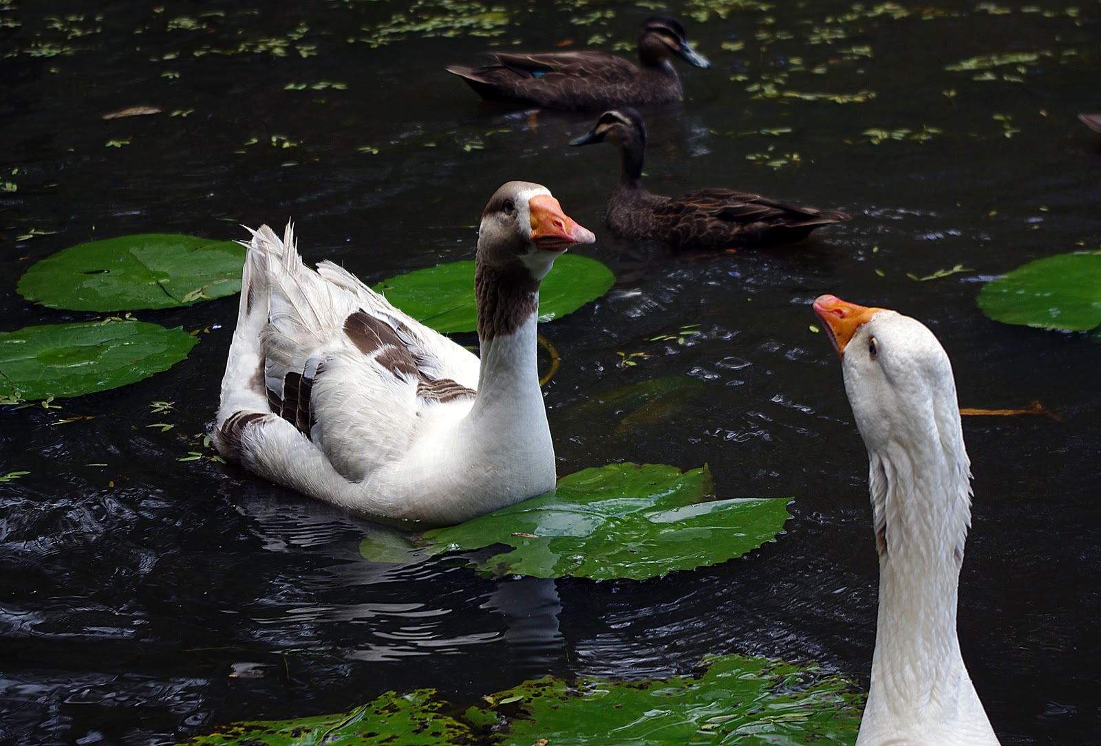 bendingphotography: A Goose Story