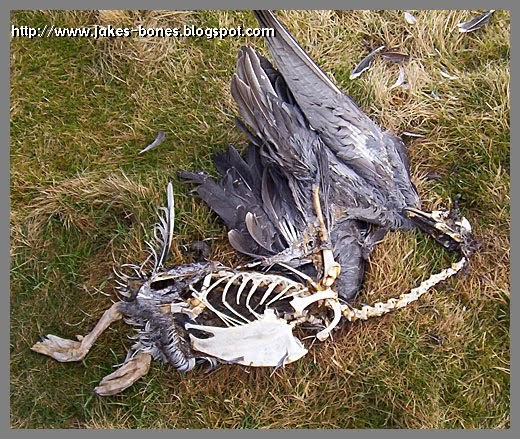 Identifying the mystery goose : Jake's Bones