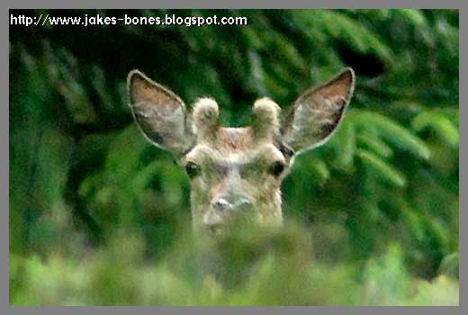 All about deer pedicles : Jake's Bones