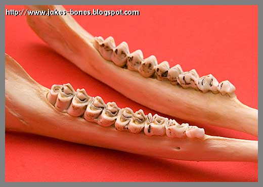 How I cleaned up my fallow deer skull : Jake's Bones