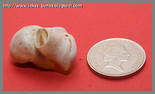 Strange bones #7 - the strangest bone yet ? : Jake's Bones