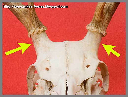All about deer pedicles : Jake's Bones