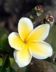 Una Mariposa Rosa: La Flor de Tiaré.