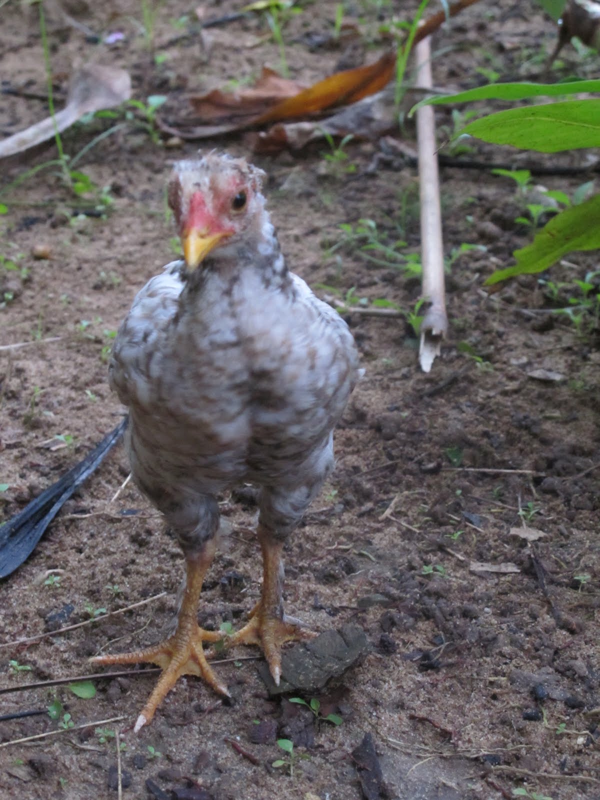Southeast Asia Tour 2010: Tioman Island, The Juara Turtle Project