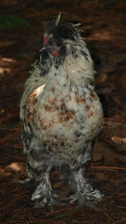 Feather Feet & Vulture Hocks: 2009