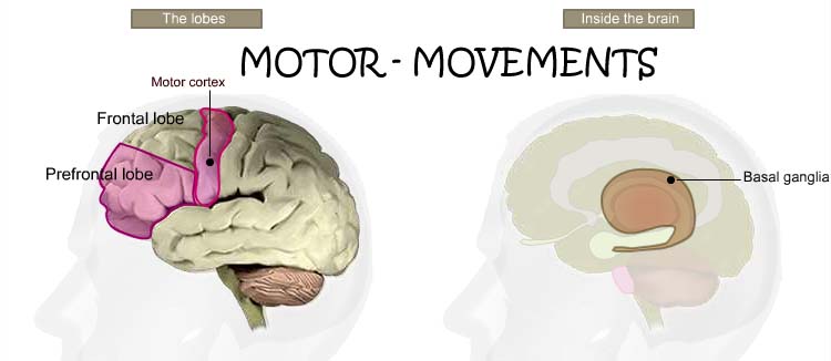TL's Journey of Life (Chapter one): Part 5: Brain Regions and Controls