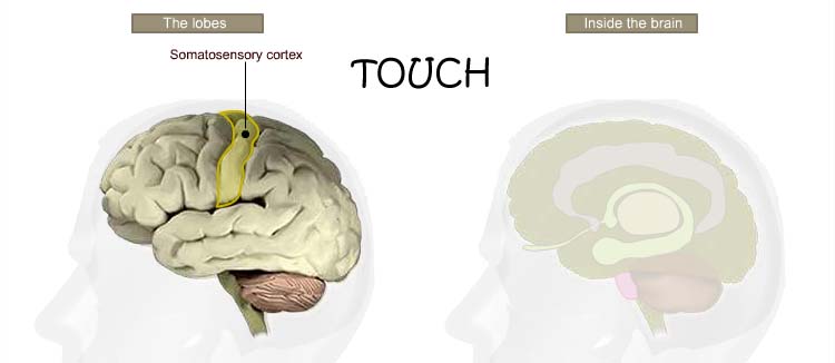 TL's Journey of Life (Chapter one): Part 5: Brain Regions and Controls