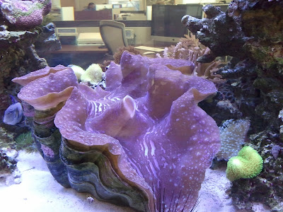 City Aquarium - Custom Aquariums / Aquarium Design - Creating custom ...