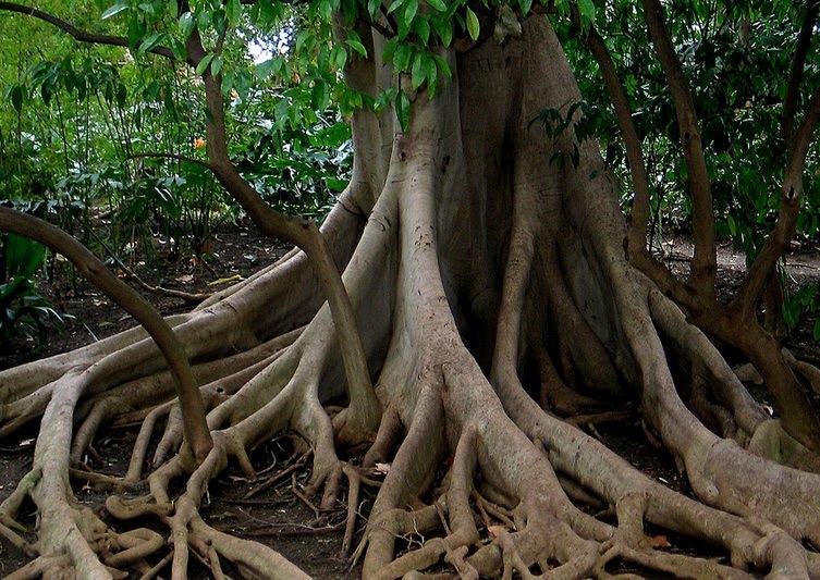 SK Rambong Alumni Society: SEJAUH MANAPUN AKAR MENJALAR...