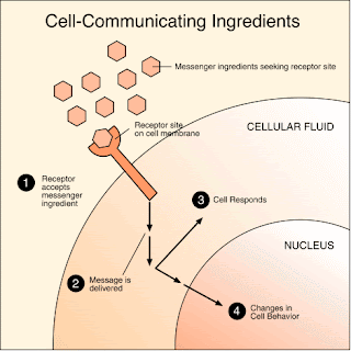 lalpekin: Cell Communication_Chapter 11