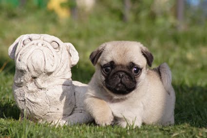 Raza de Perros: Carlino o Pug