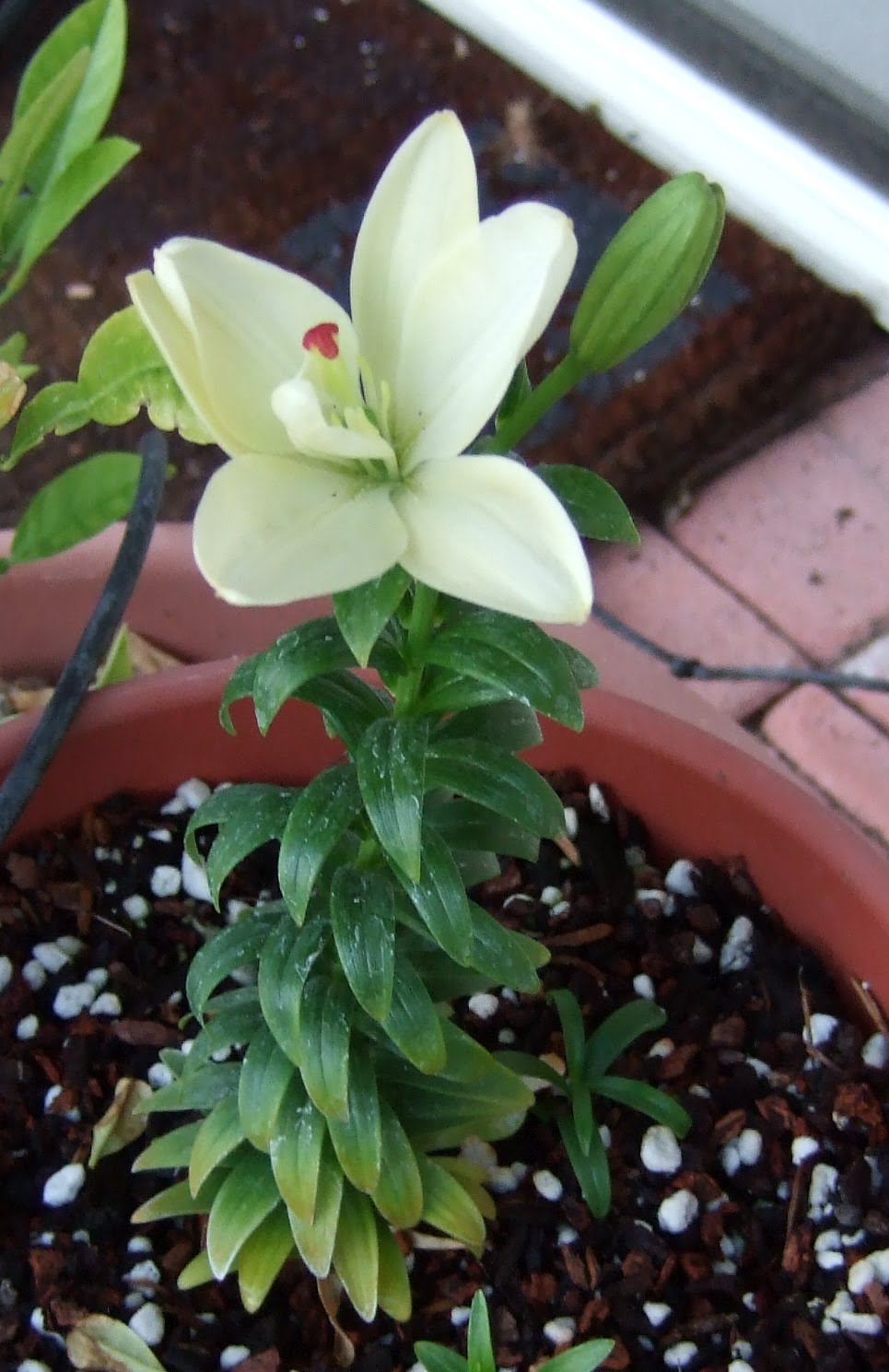 My Southern California Vegetable Garden: First Lily Flower of the Year