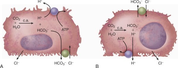 Renal Fellow Network: alpha & beta intercalated cells of the collecting ...