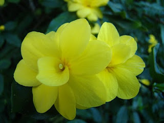 Natureza e Paisagens: JASMIM-AMARELO