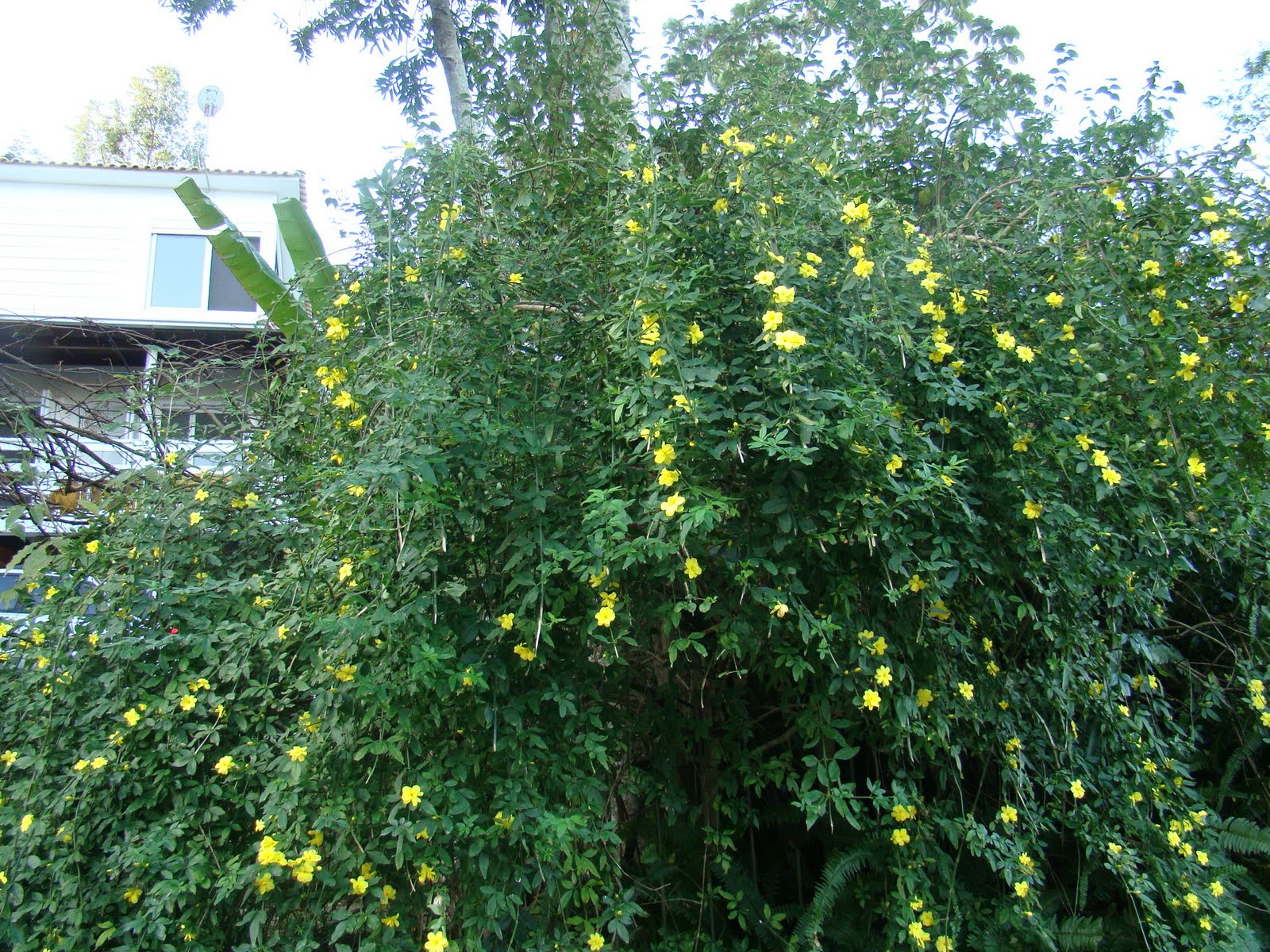 Natureza e Paisagens: JASMIM-AMARELO